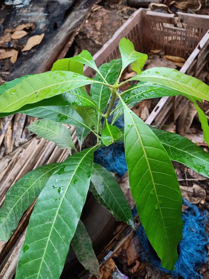 Small mango tree stock image. Image of madar, siraha - 179589277