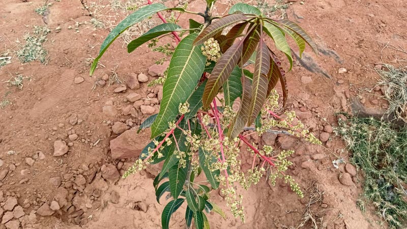 Small Mango Tree, Close Up View Stock Photo - Image of food, produce ...
