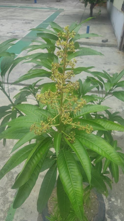 Small Mango Tree with Flowers that Will Become Fruit Stock Image ...