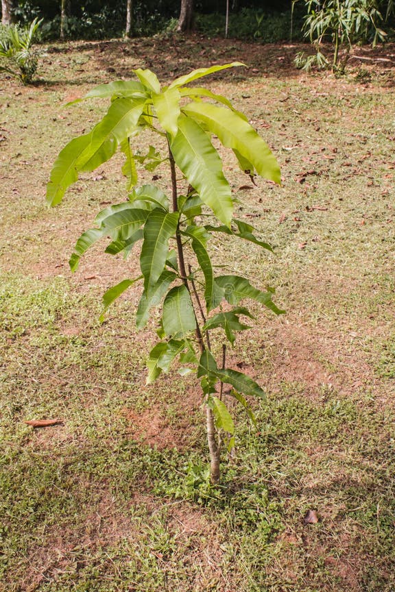 Small mango tree stock photo. Image of leafy, grow, mango - 35127046