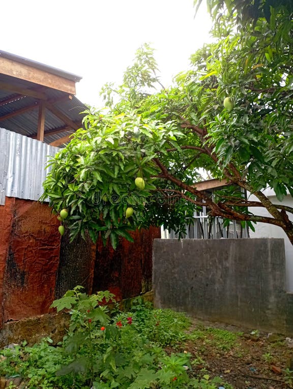 Small mango tree in garden stock photo. Image of courtyard - 287397660