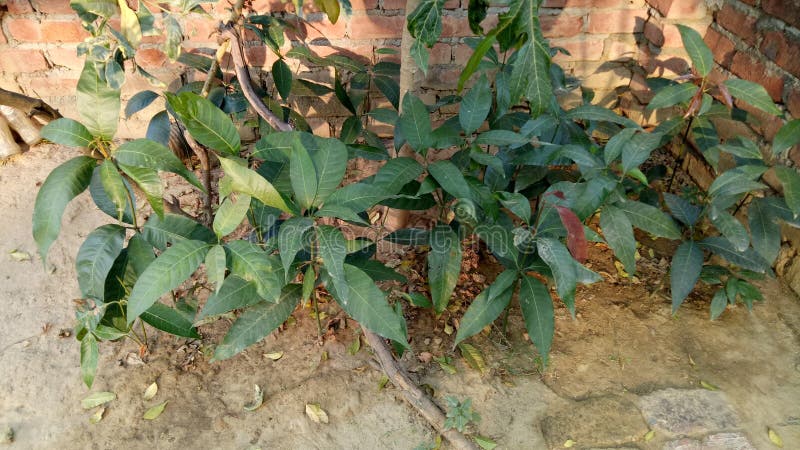 1,769 Small Mango Tree Stock Photos - Free & Royalty-Free Stock Photos ...