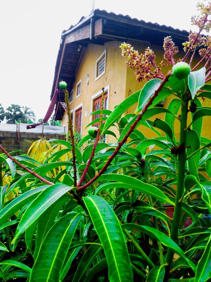 A Small Mango Tree in a Home Stock Photo - Image of tree, garden: 156676820