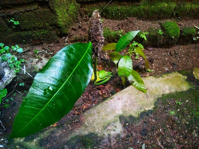 Small Mango Tree Plant Growing from a Seed that Grows Upward Stock ...