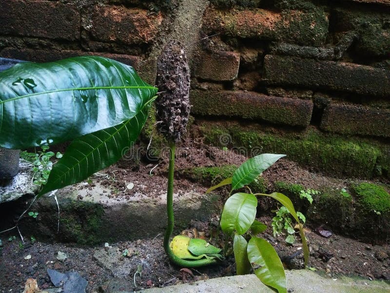 Small Mango Tree Plant Growing from a Seed that Grows Upward Stock ...