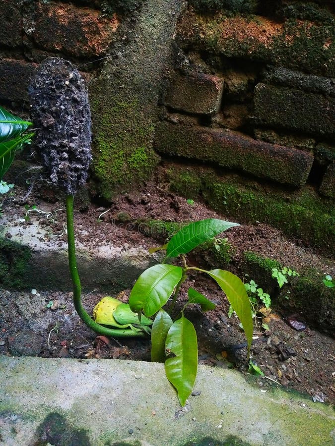 Small Mango Tree Plant Growing from a Seed that Grows Upward Stock ...