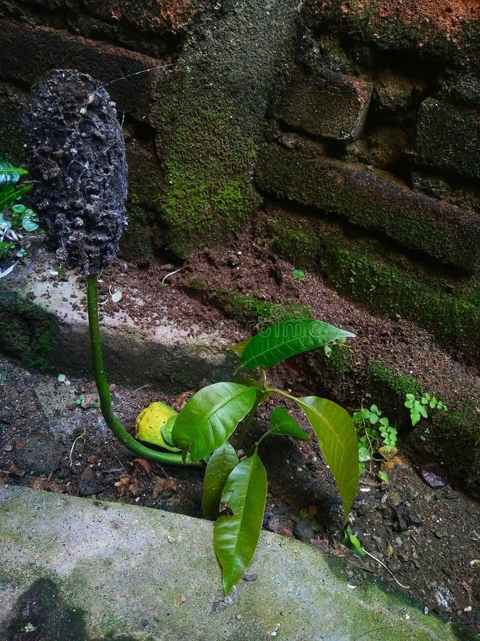 Small Mango Tree Plant Growing from a Seed that Grows Upward Stock ...