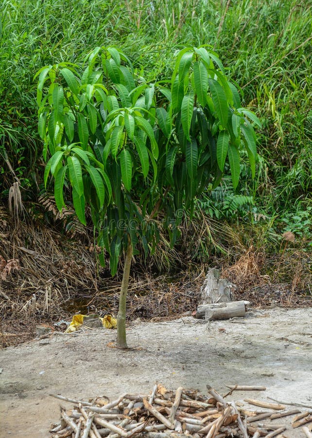 Small Mango Tree with Ripe Fruits and Glossy Green Leaves, Growing on a ...