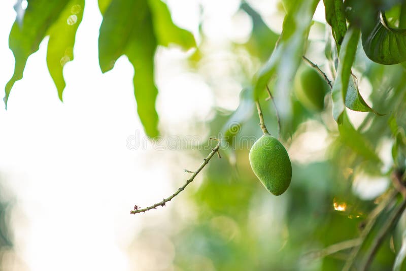 A small mango on the tree. stock image. Image of plum - 331678071