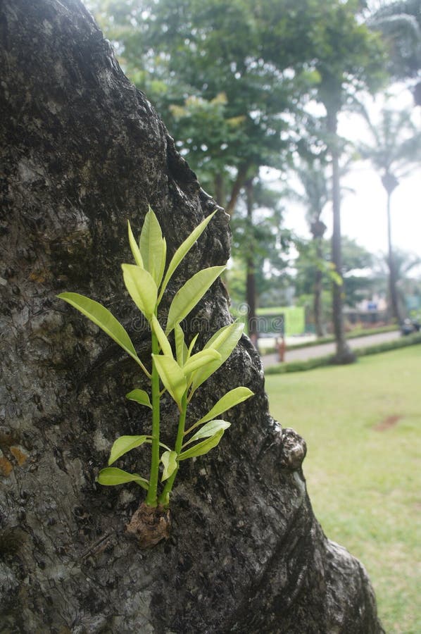 Small Mango Tree Shoots Grow on Large Mango Tree Trunks. Stock Image ...