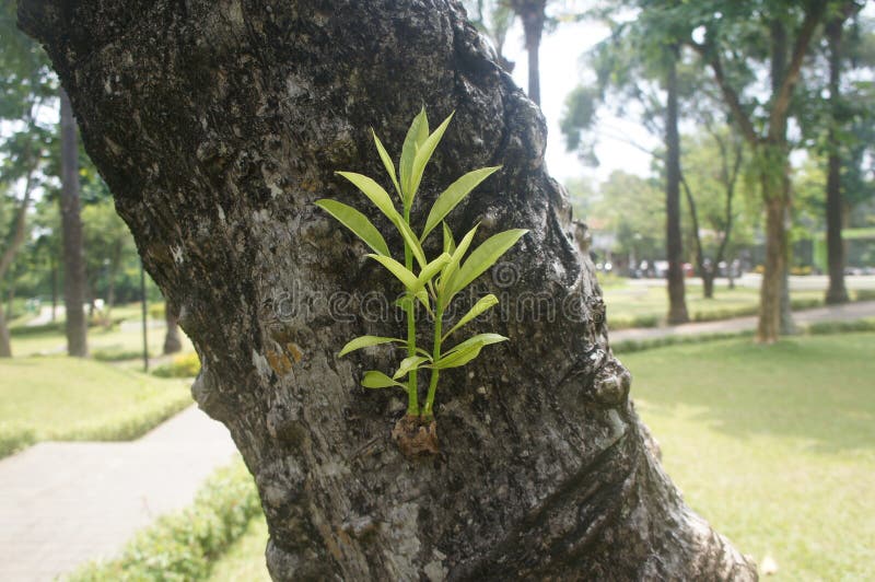Small Mango Tree Shoots Grow on Large Mango Tree Trunks. Stock Image ...