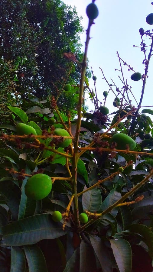 Small mango tree stock image. Image of madar, siraha - 179589277
