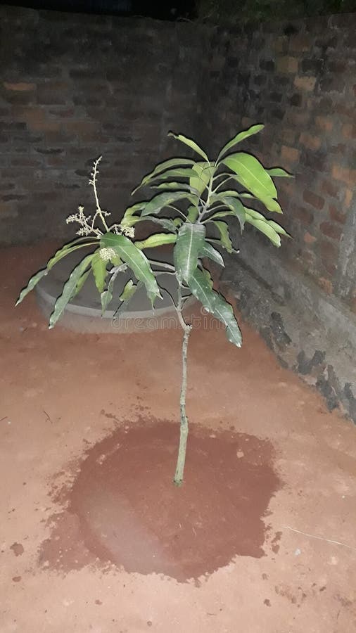 A small mango plant stock photo. Image of small, growing - 125798878