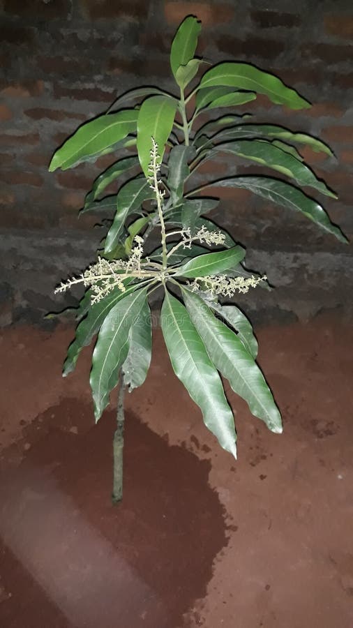 1,785 Small Mango Tree Stock Photos - Free & Royalty-Free Stock Photos ...