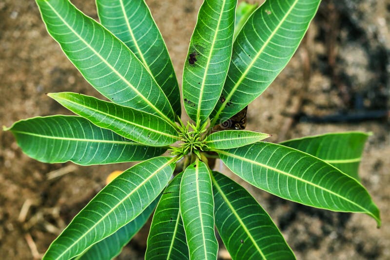 Mango Tree Vector Stock Photos - Free & Royalty-Free Stock Photos from ...