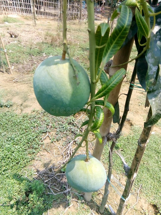 Small mango tree stock image. Image of mango, tree, vary - 121794189