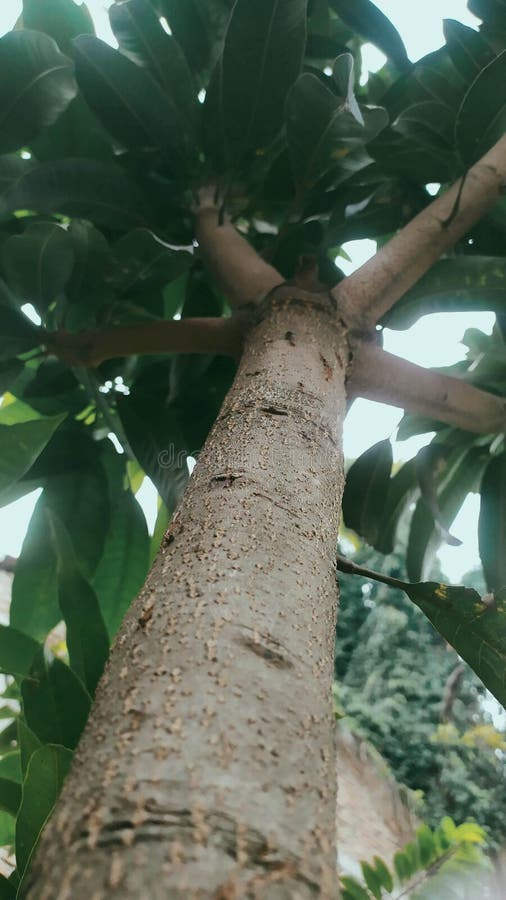 A Small Mango Tree Visible from Below Stock Photo - Image of wildlife ...