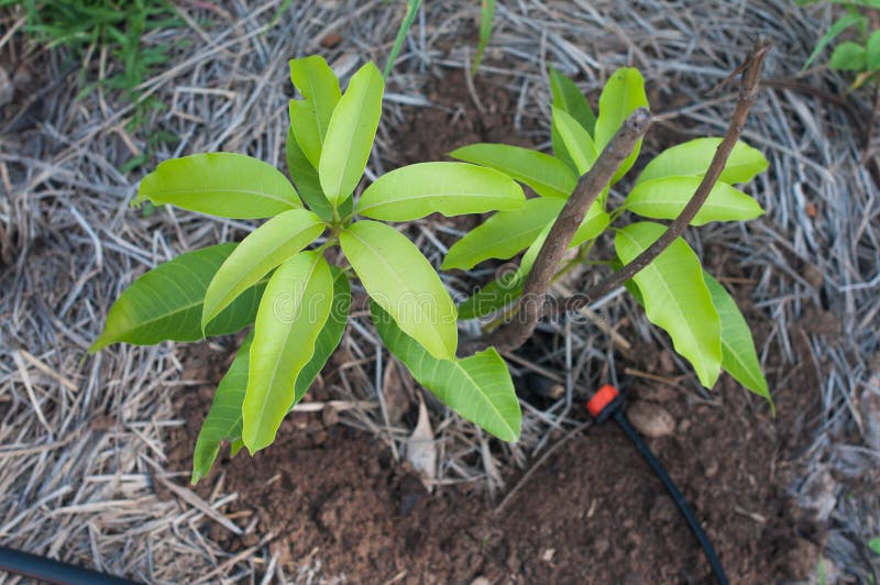 Small mango tree stock image. Image of agriculture, leaf - 157315861