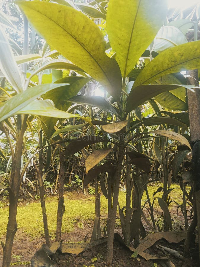 Small mangosteen tree stock image. Image of growth, tree - 277961515
