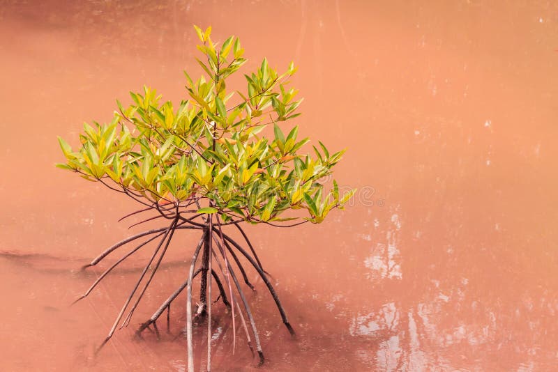 Small mangrove tree stock photo. Image of background - 36215472