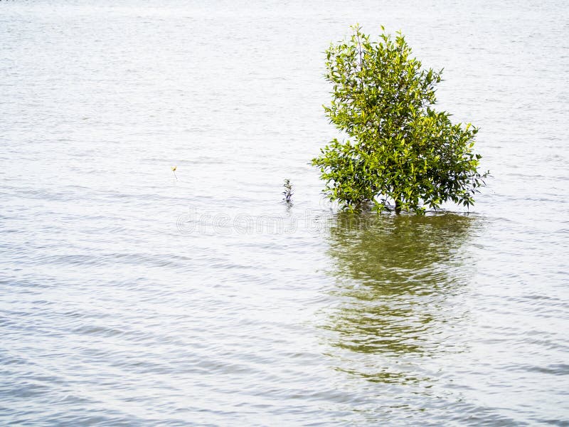 Small Mangrove Tree on the Coast Stock Photo - Image of green, mangrove ...