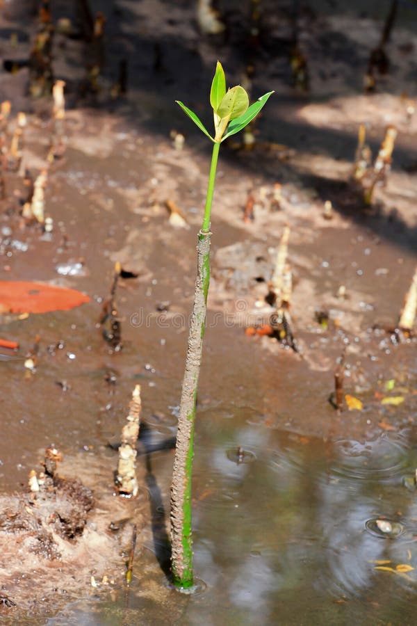 Small mangrove tree stock photo. Image of climate, clay - 55899102