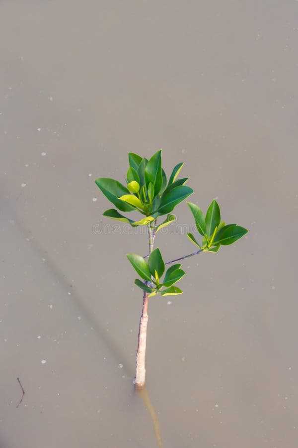 Small Mangrove Island in the Middle of the Lake Stock Photo - Image of ...