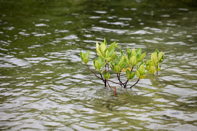 Small Mangrove Tree in Water Stock Photo - Image of coast, coastline ...