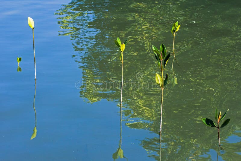 Small mangrove trees stock image. Image of forest, natural - 40979781