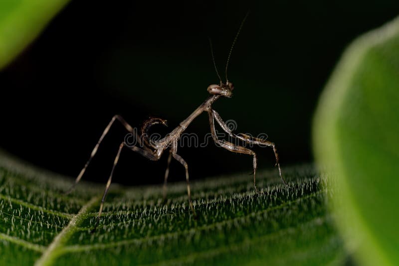 Small Mantid nymph stock photo. Image of detail, oxyopsis - 241077116