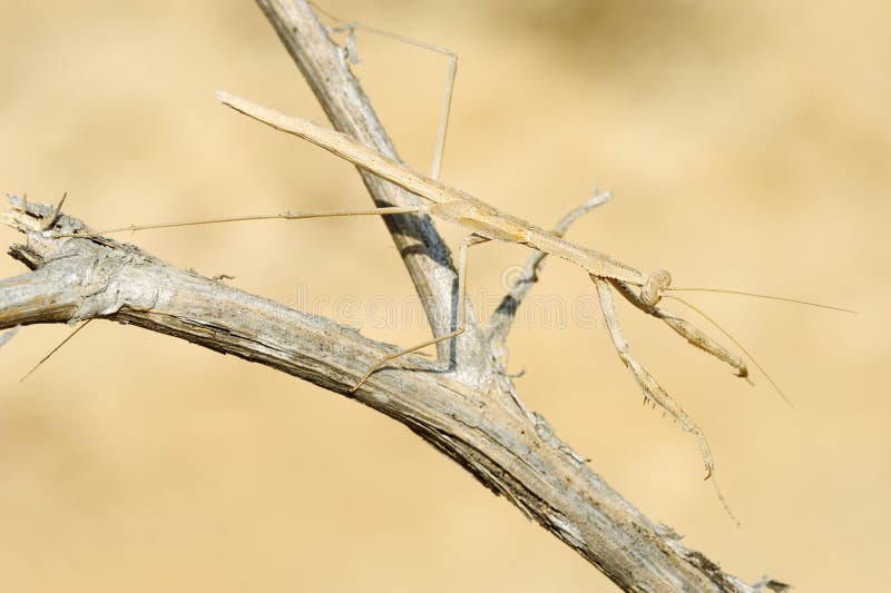 Small mantis on a branch stock photo. Image of closeup - 93037644
