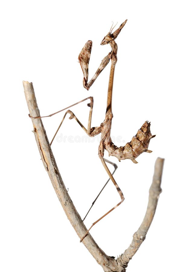 Small Mantis on a Branch, Isolated Stock Image - Image of branch, east ...