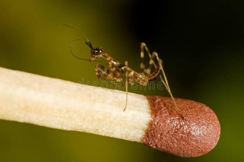Small mantises close-up stock photo. Image of match, nature - 11665762
