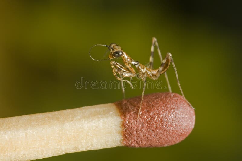 Small mantises close-up stock image. Image of mantis - 11665847