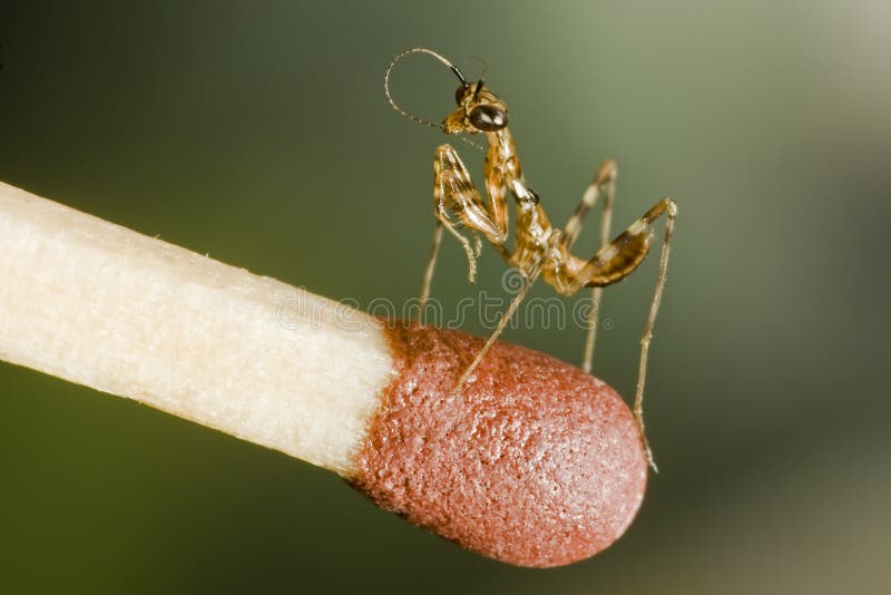 Small mantises close-up stock photo. Image of small, closeup - 11680802