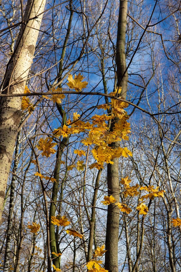 Small Maple Golden Leaves N Deciduous Forest Stock Image - Image of ...