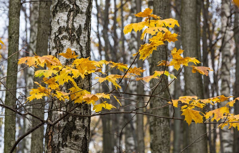 Small Maple Golden Leaves among Trunks Tall Trees Stock Image - Image ...