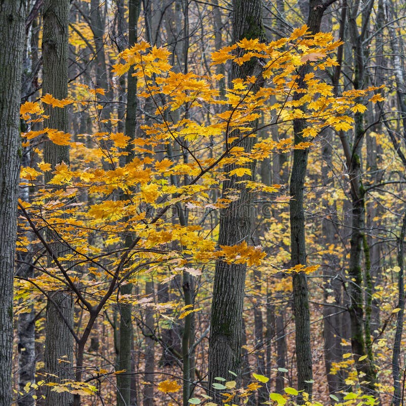 Small Maple Golden Leaves among Trunks Tall Trees Stock Photo - Image ...