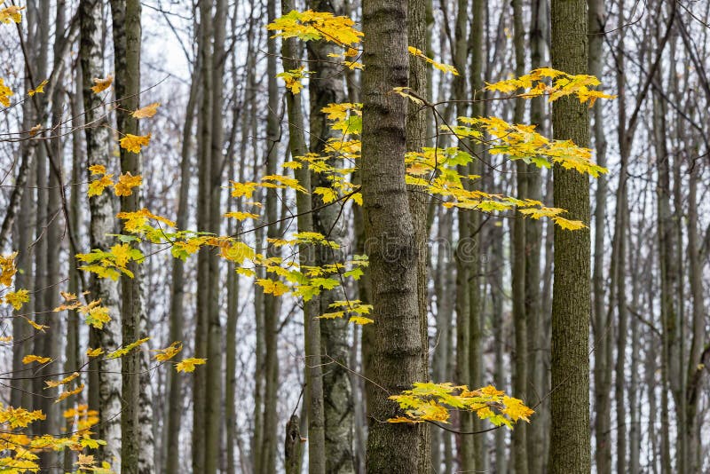 Small Maple Golden Leaves among Trunks Tall Trees Stock Photo - Image ...
