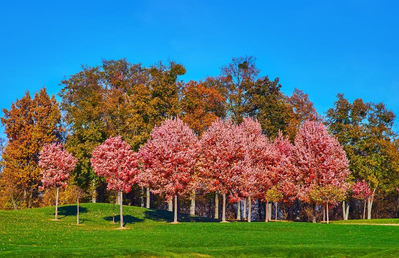 The Small Maple Grove Amid the Lawn Stock Image - Image of mezhyhirya ...