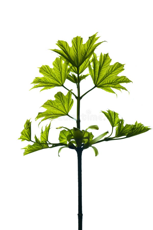 Maple Seedling stock photo. Image of leaves, earth, dirt - 9251828