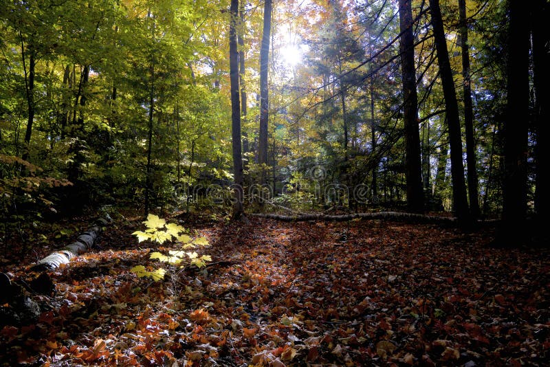 A Small Maple Leaf Tree in the Forest Stock Photo - Image of space ...