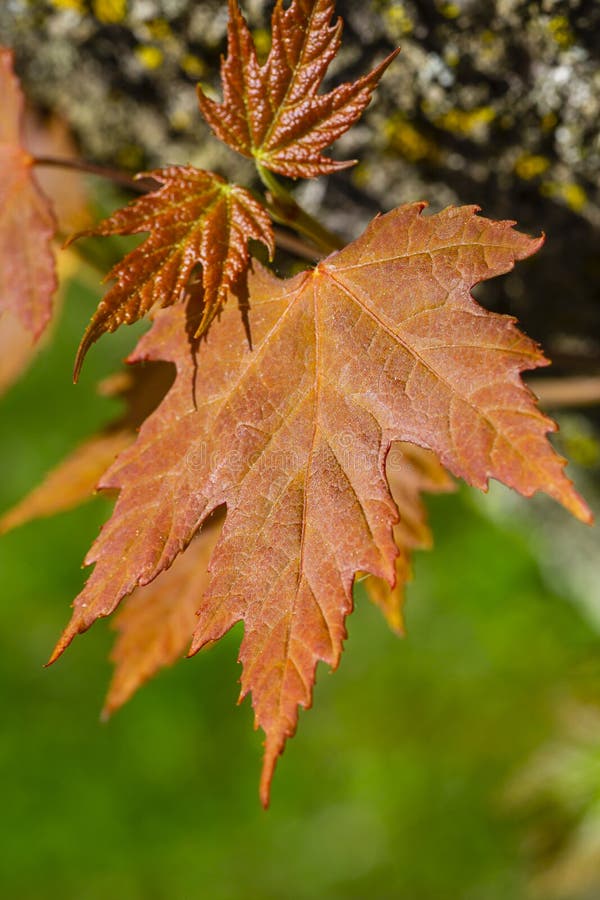 Small maple leaves stock photo. Image of leaf, object - 195366410