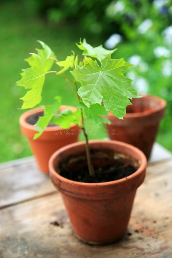 Maple Seedling stock photo. Image of leaves, earth, dirt - 9251828