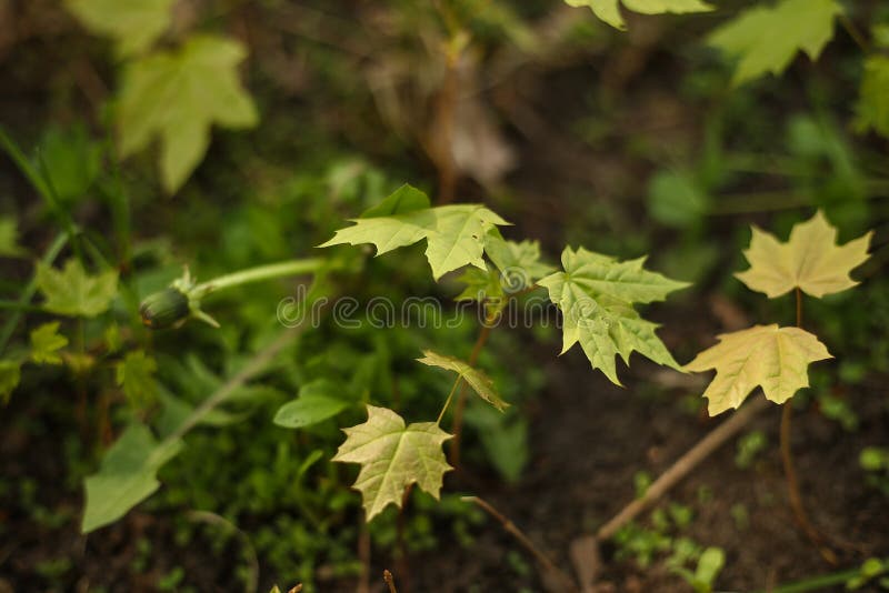 Small Maple Seedling with Green Leaves on a Background of Grass Stock ...