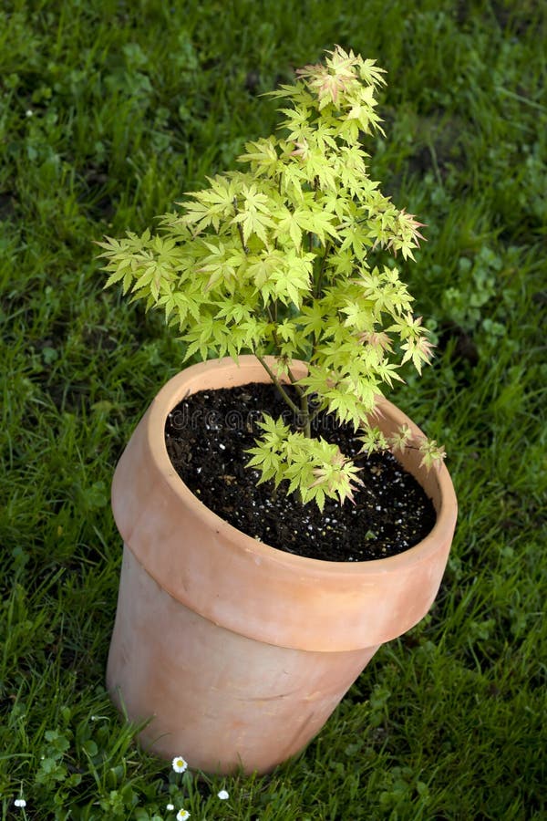 Small maple tree stock image. Image of maple, japanese - 14160915