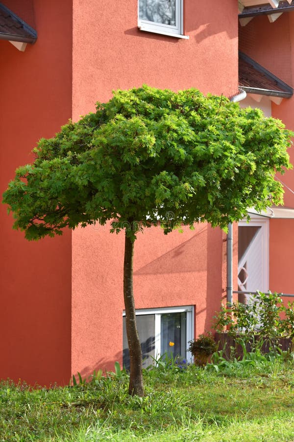 A Small Maple Tree Against the Background of a Cottage with Red Walls ...