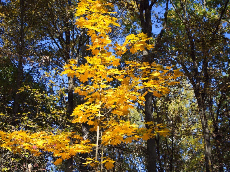 A Small Maple Tree with Beautiful Yellow Leaves Stock Photo - Image of ...