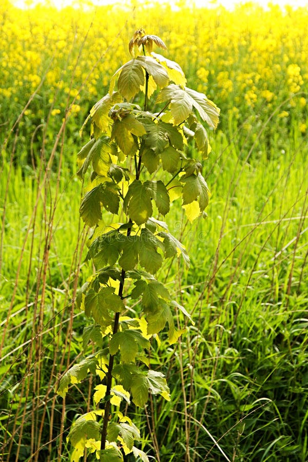 Small Maple Tree in Green Area of a Business District Stock Image ...