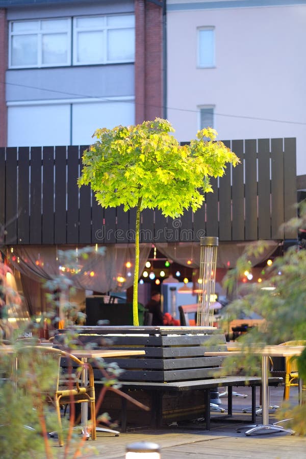 A Small Maple Tree in a Pot Stock Photo - Image of food, business ...